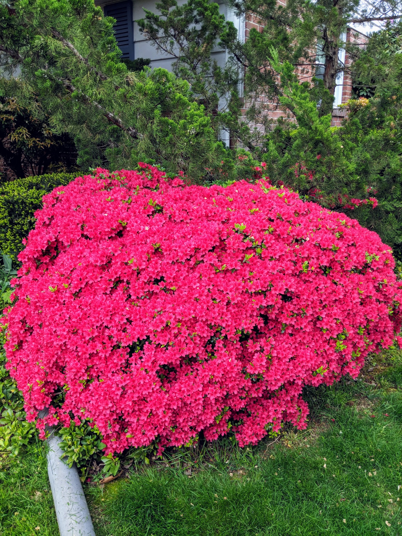 Azalea | Indian Run Landscaping